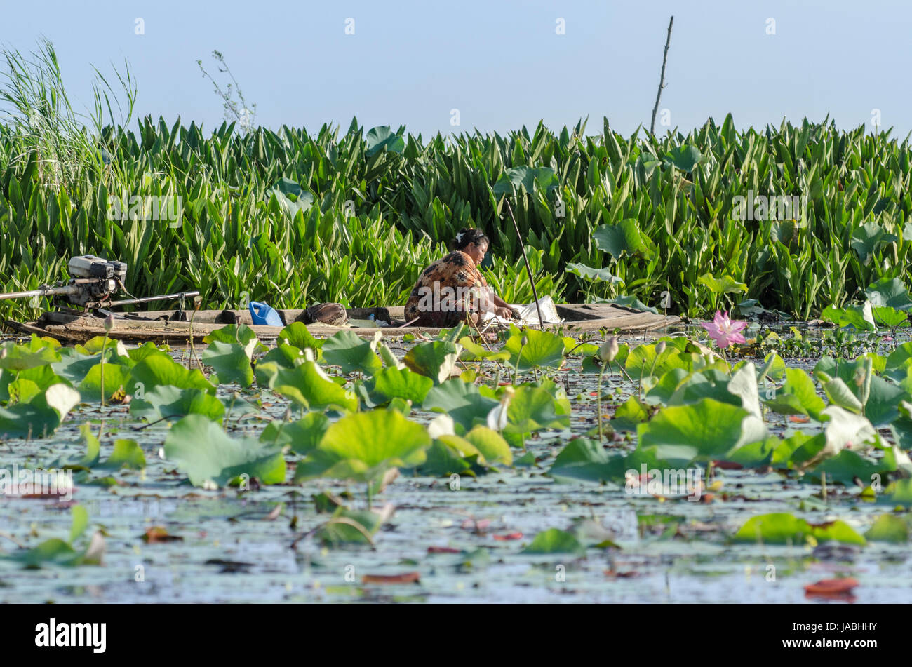 Local villager harvesting lotus roots as a special ingredient for local ...