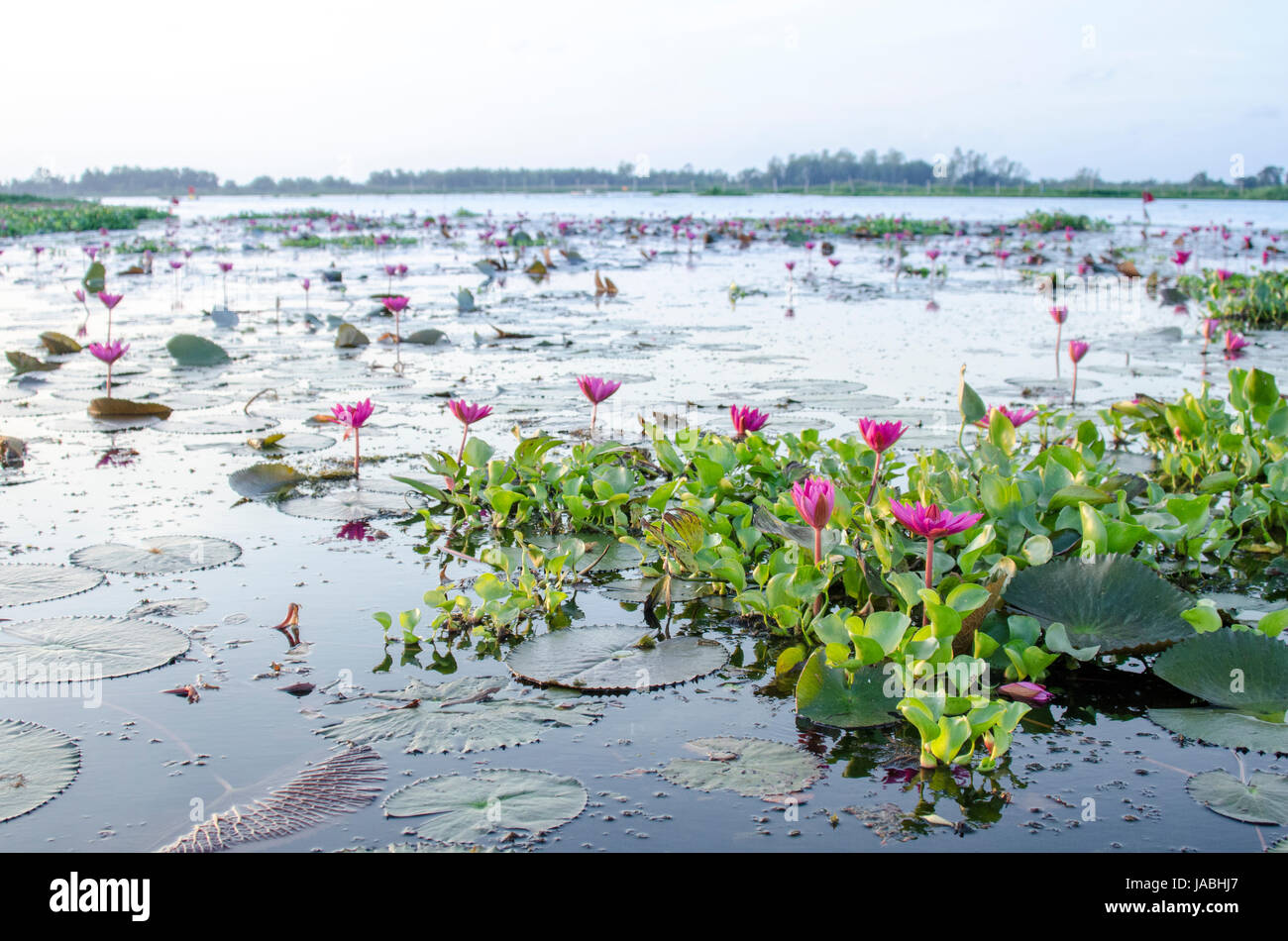 Pool of pink lotus flowers in a local lake in Southern part of Thailand ...