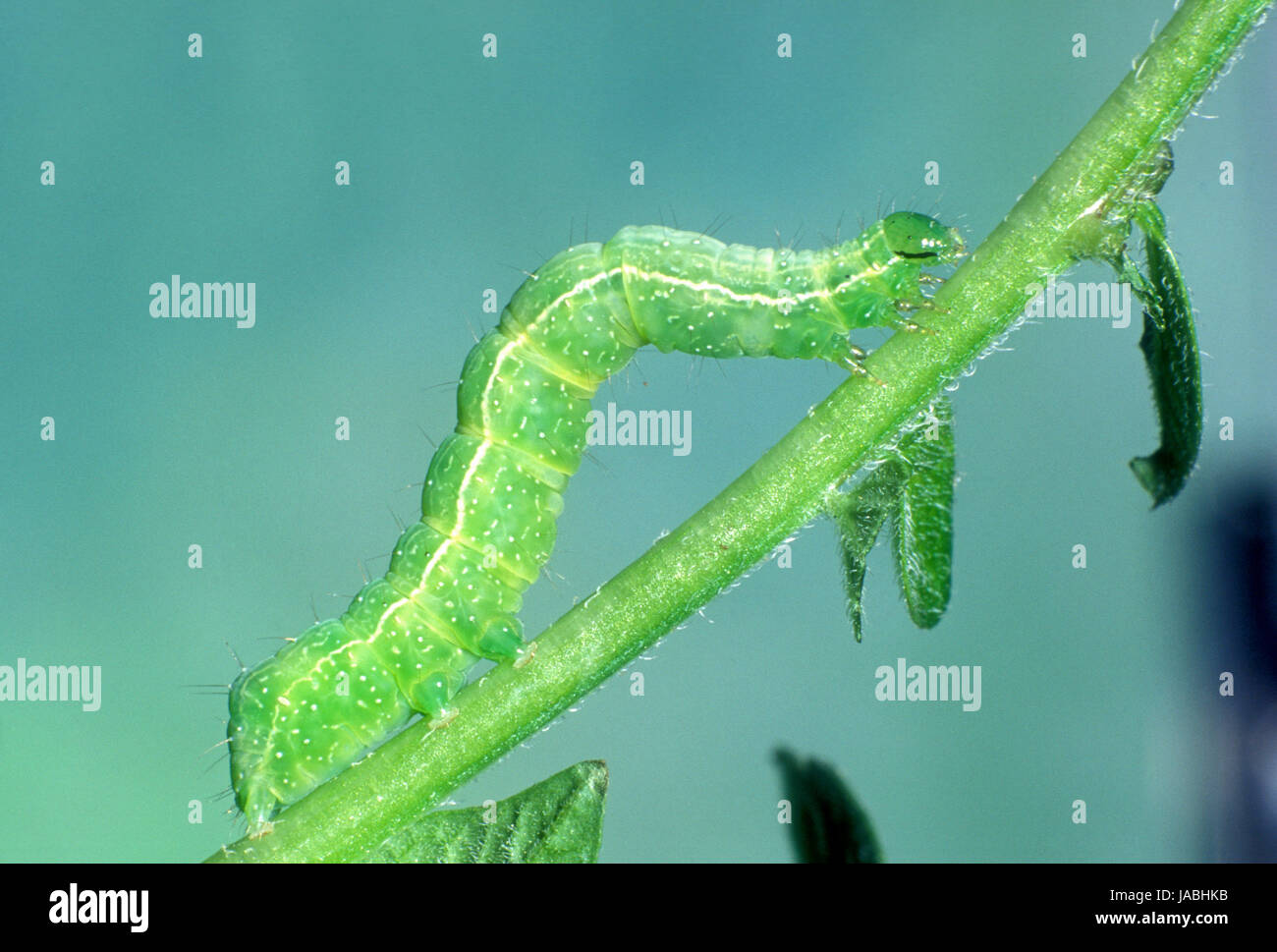 Caterpillar looper pest insect hi-res stock photography and images - Alamy