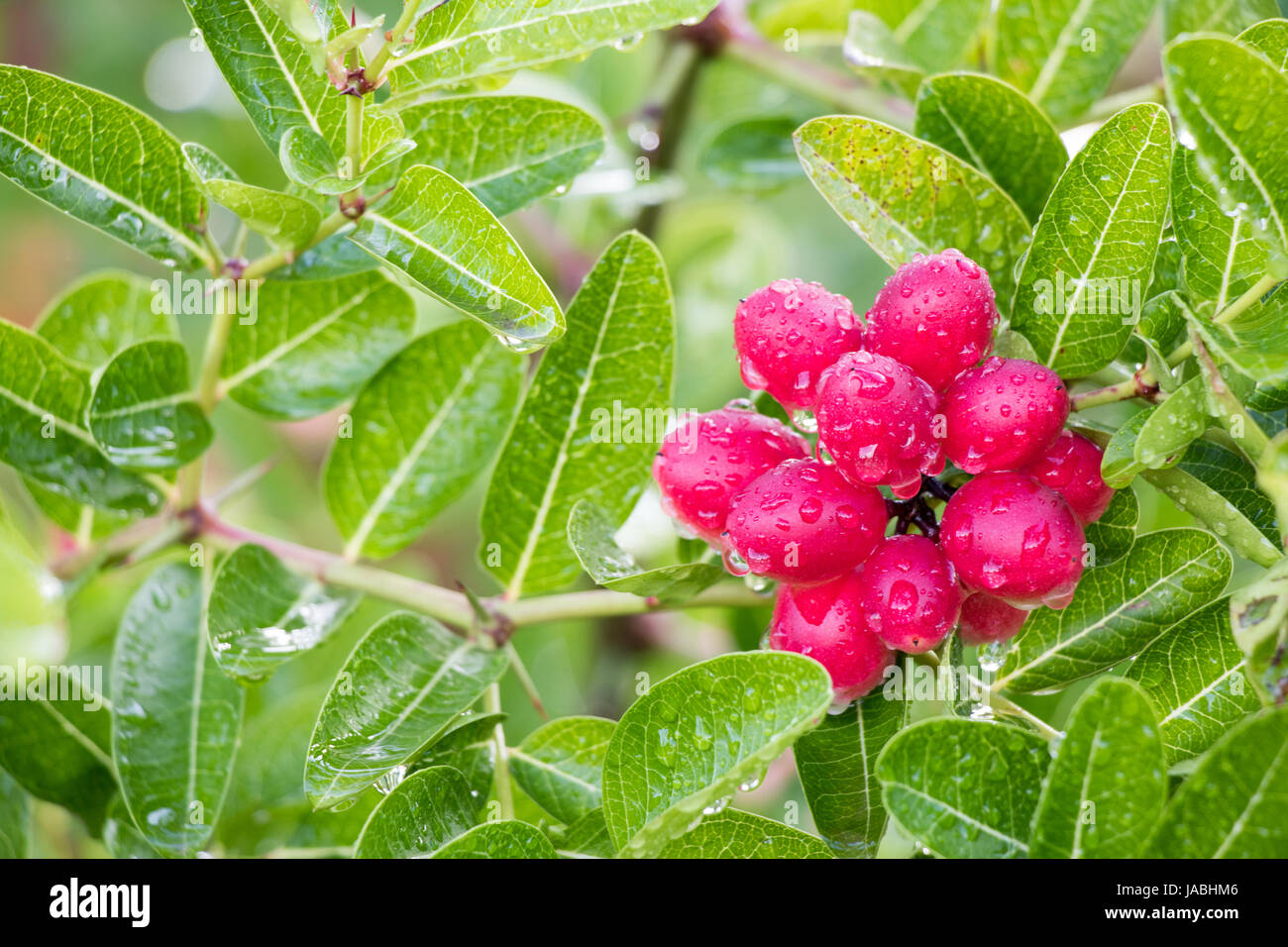 Karanda High Resolution Stock Photography and Images - Alamy