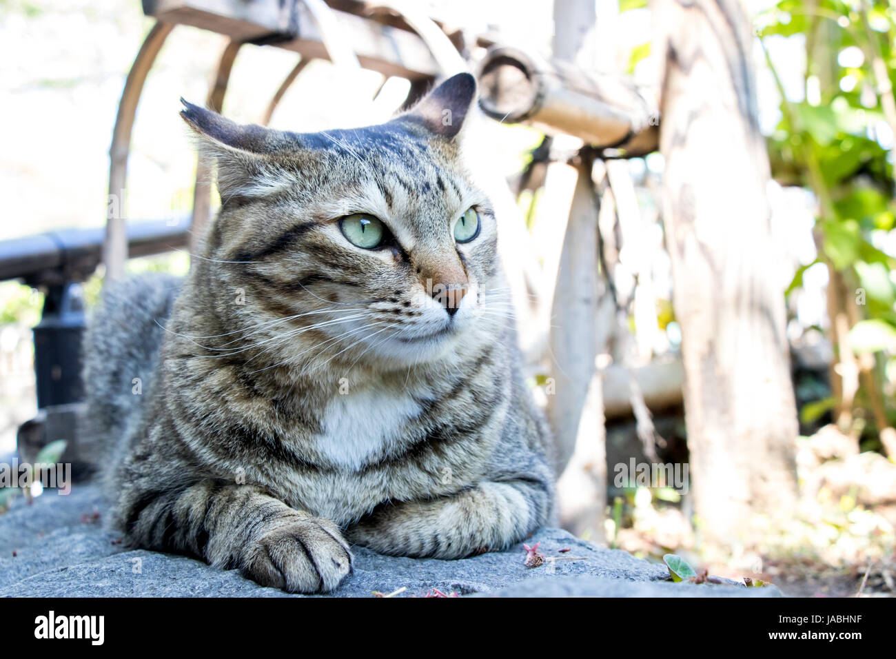 Cute cat with fierce face with garden background Stock Photo - Alamy
