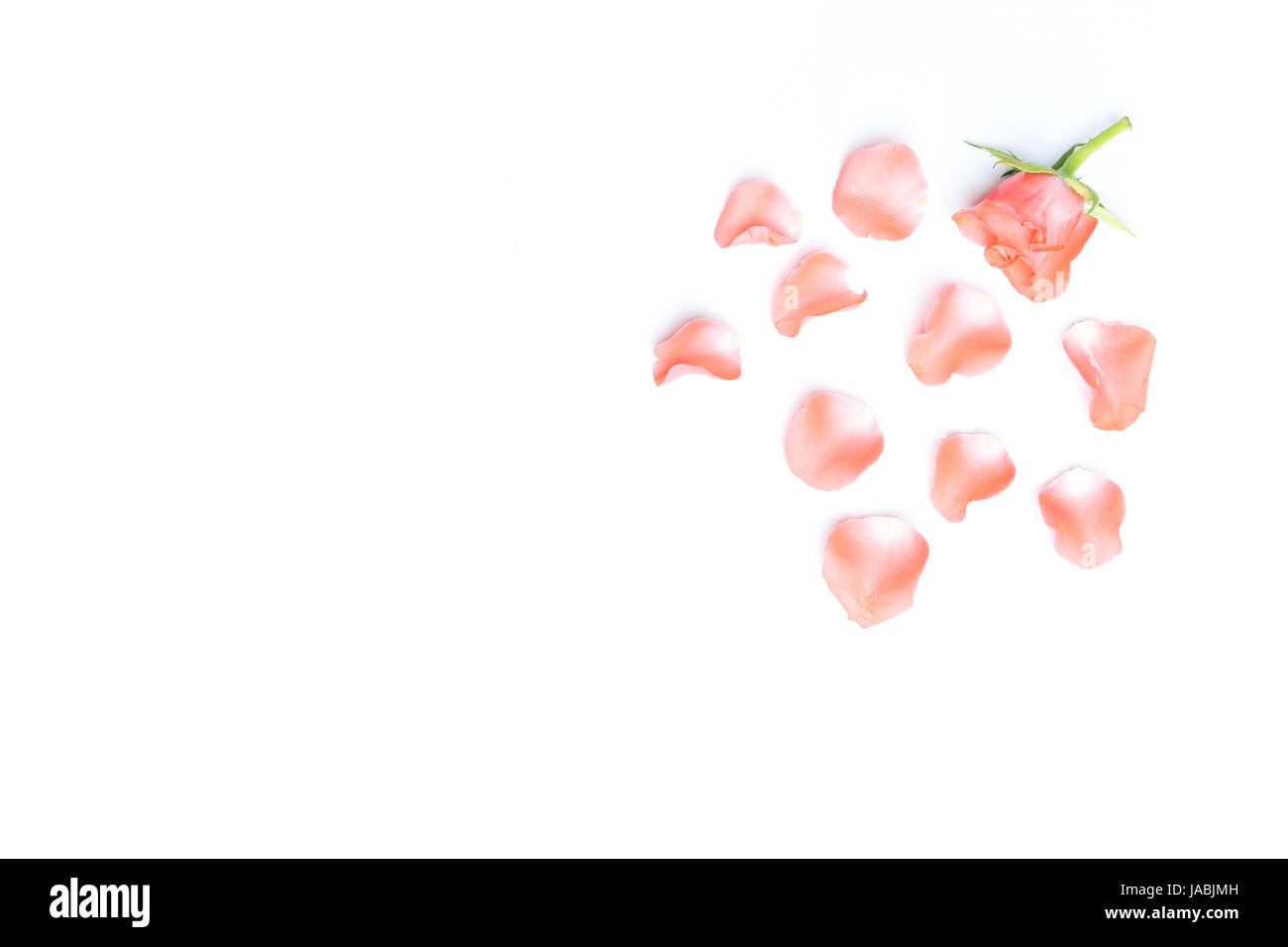 fragile rose and petals isolated on white background Stock Photo - Alamy
