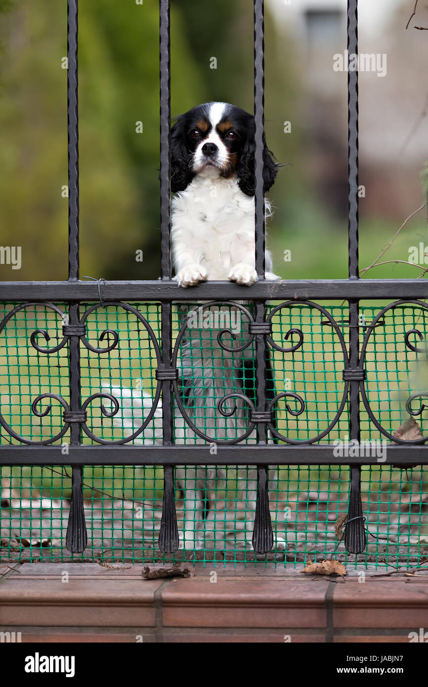 sad dog waiting behind the gate Stock Photo - Alamy