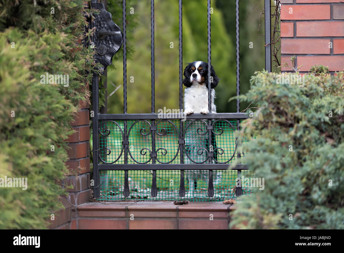 sad dog waiting behind the gate Stock Photo - Alamy