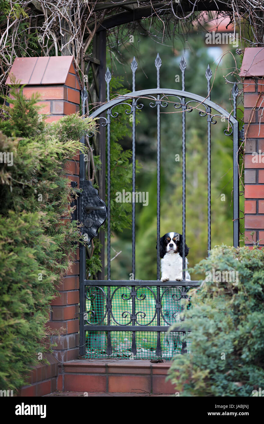 sad dog waiting behind the gate Stock Photo - Alamy