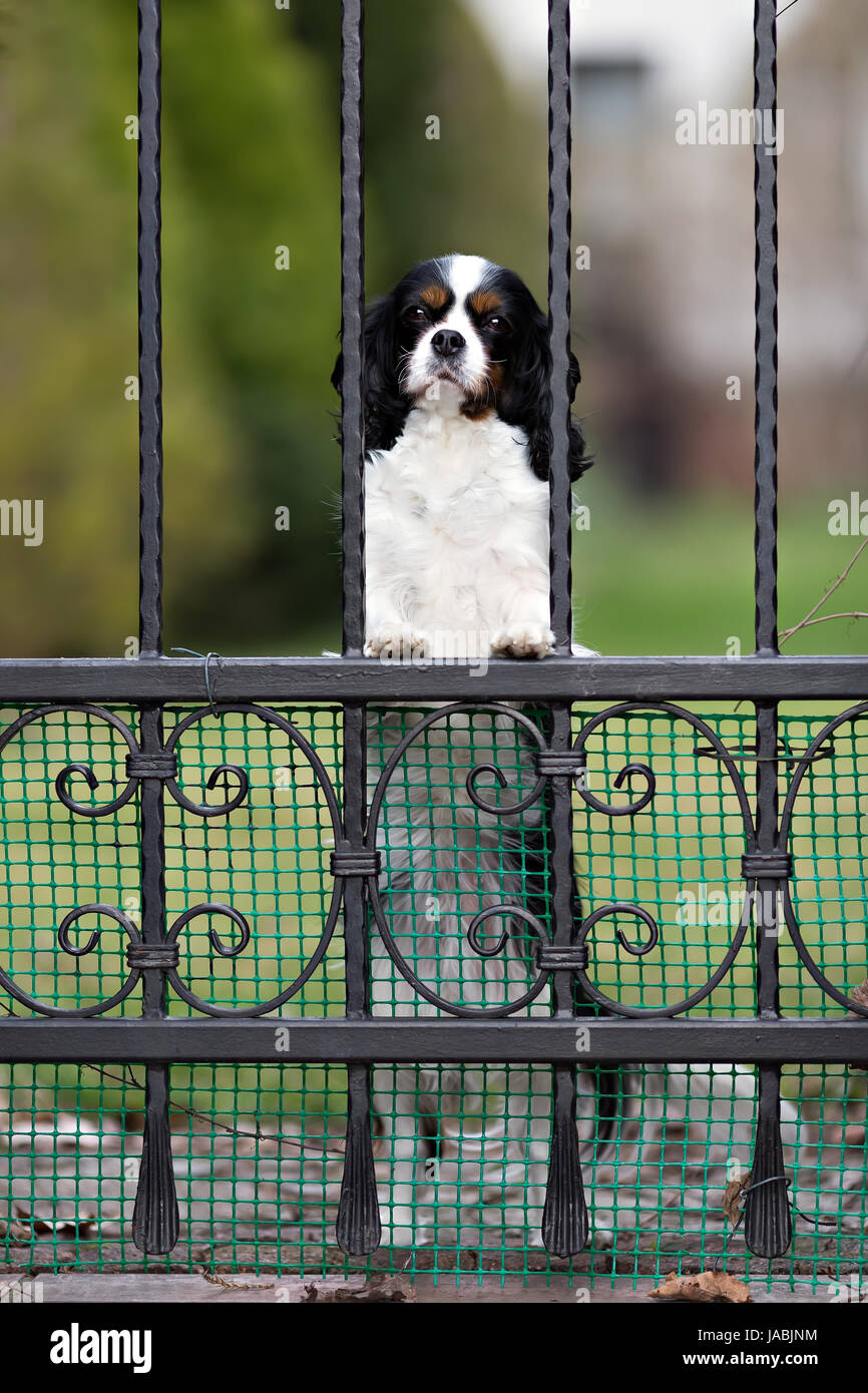 sad dog waiting behind the gate Stock Photo - Alamy