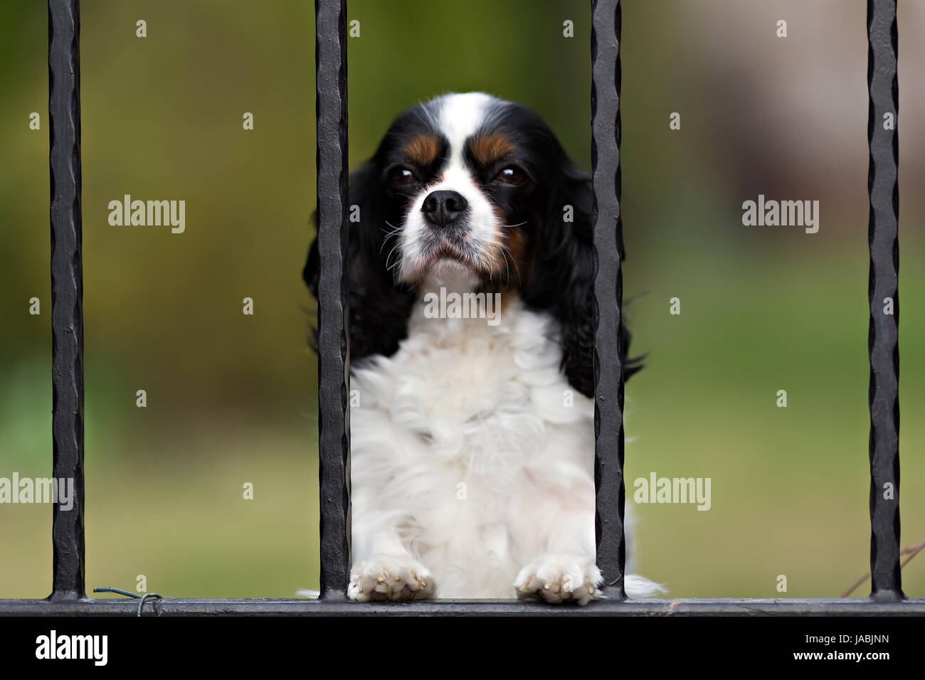 sad dog waiting behind the gate Stock Photo - Alamy