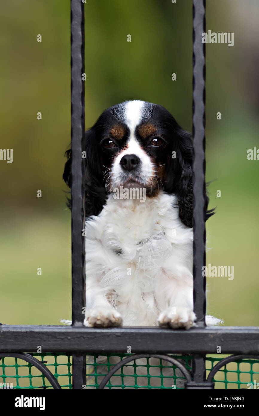 sad dog waiting behind the gate Stock Photo - Alamy