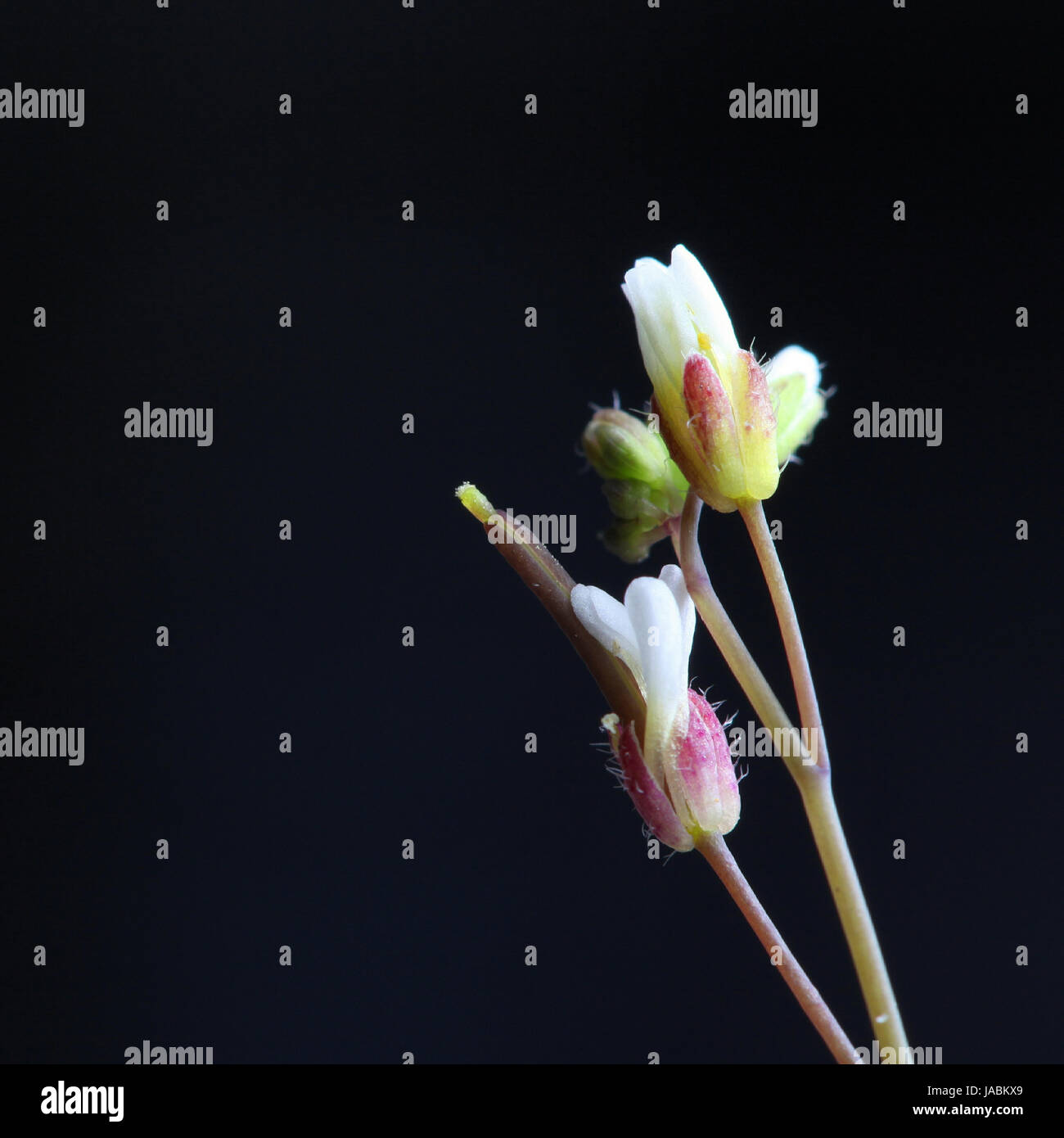 Common whitlowgrass hi-res stock photography and images - Alamy