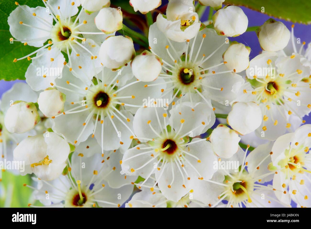 Manchurian cherry known also as Amur chokecherry (Prunus maackii Stock ...