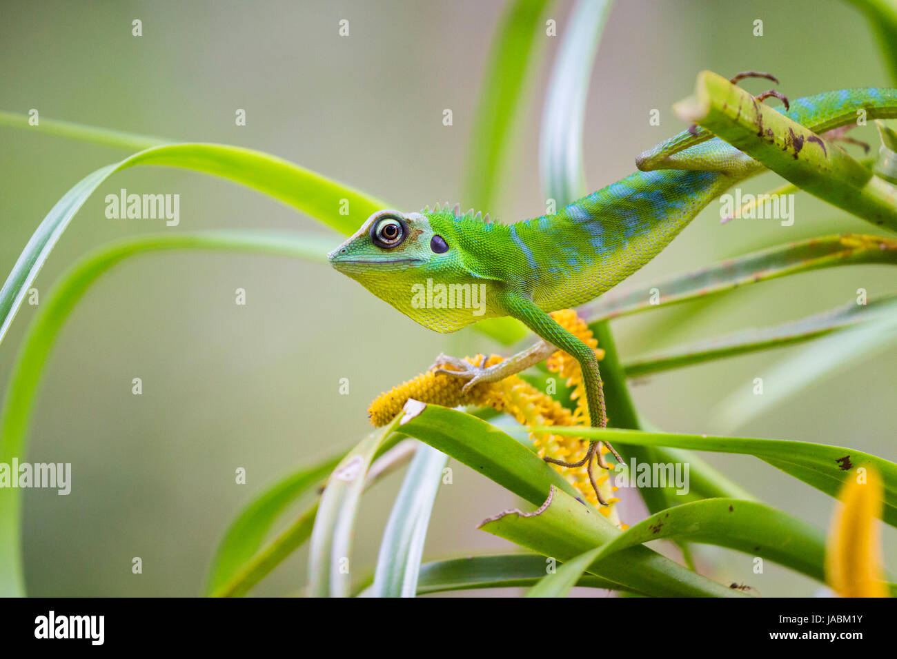 A green crested lizard (Bronchocela cristatella) in Kubah National Park ...