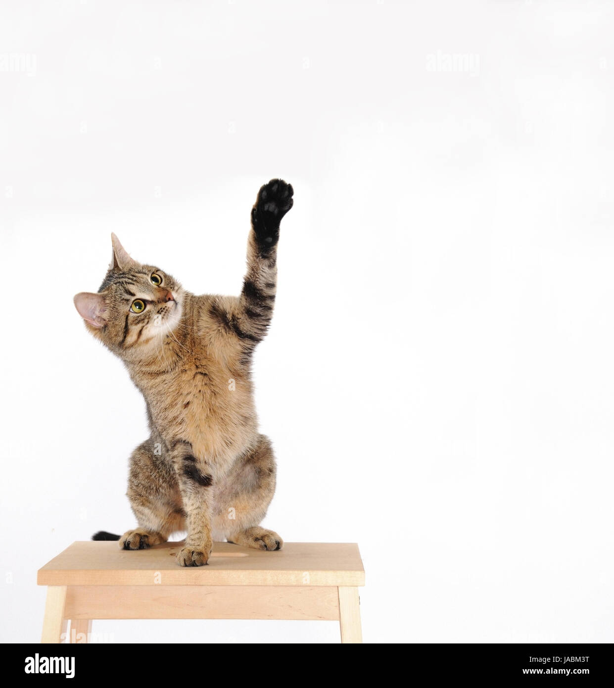 Cat are standing and rising hand on the white background. Kitten ...