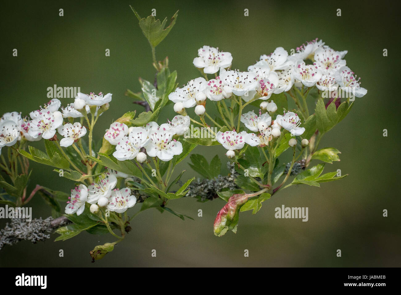 Close up of hawthorn blossom Stock Photo - Alamy