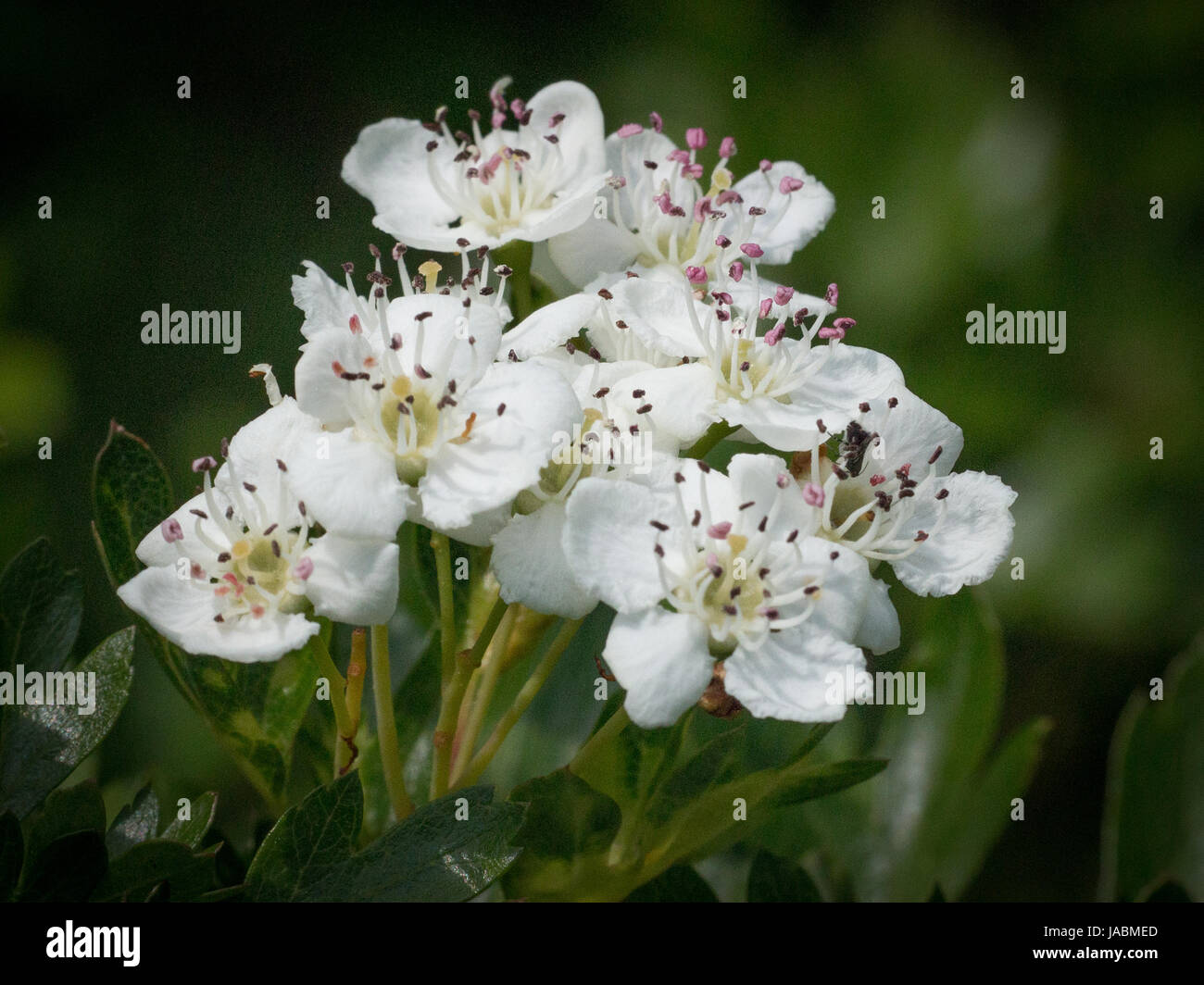 Hawthorne blossom and spring flowers hi-res stock photography and ...