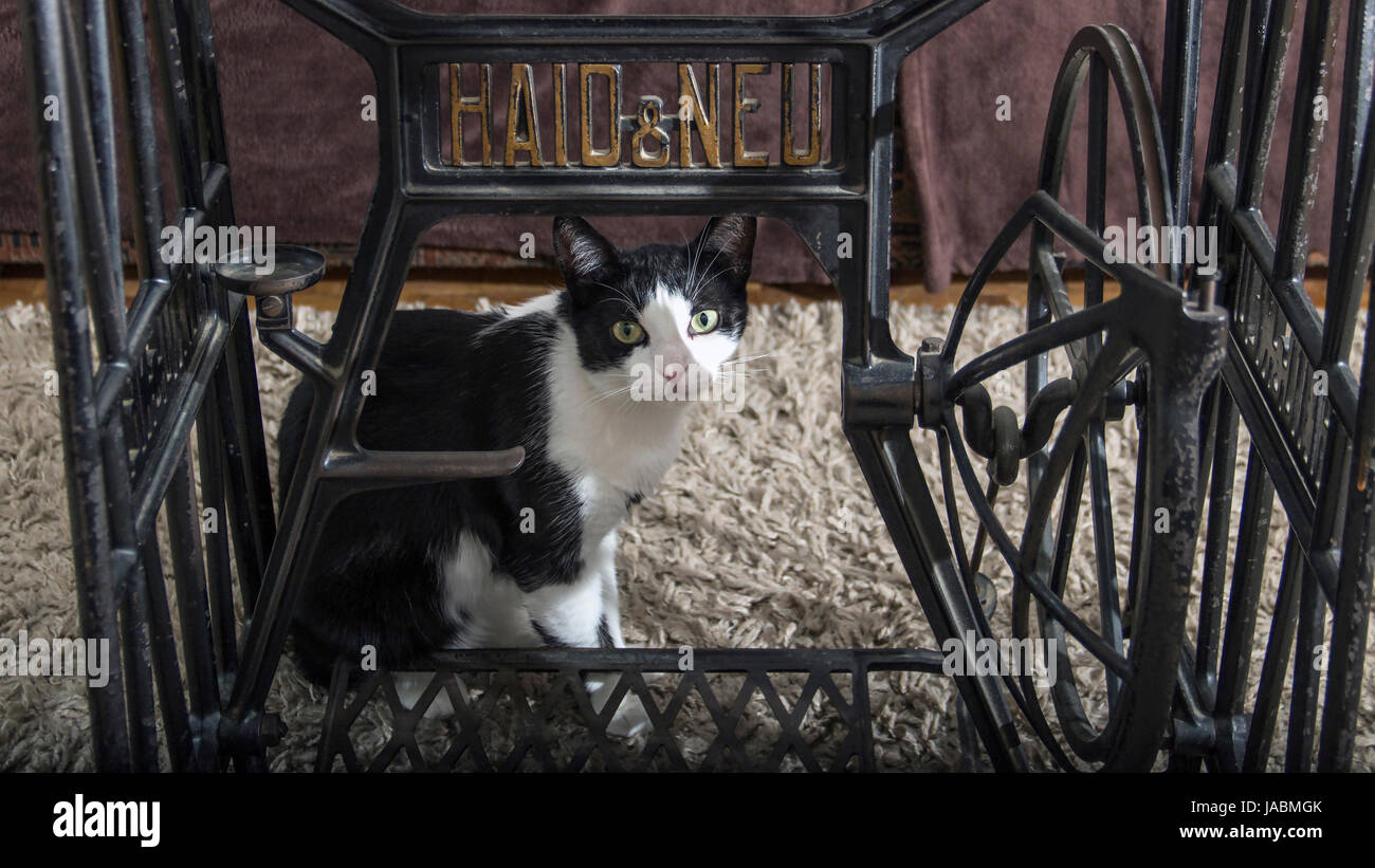 Black and white cat and vintage sewing machine Stock Photo - Alamy
