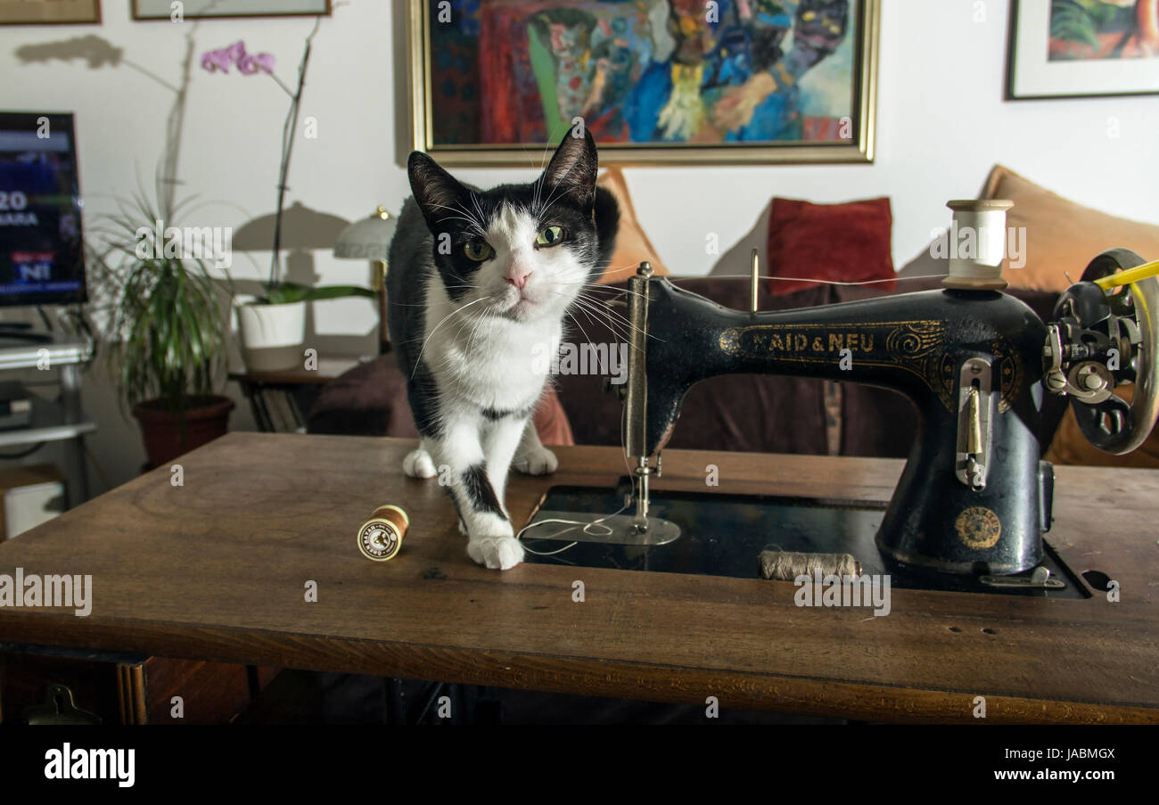 Black and white cat and vintage sewing machine Stock Photo - Alamy