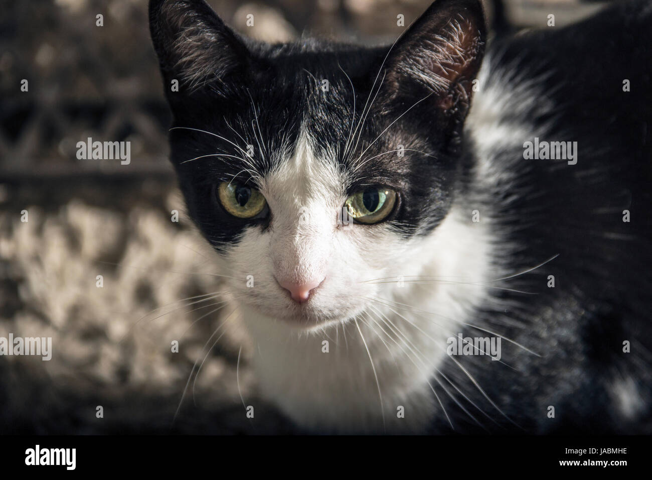 Black and white cat and vintage sewing machine Stock Photo - Alamy