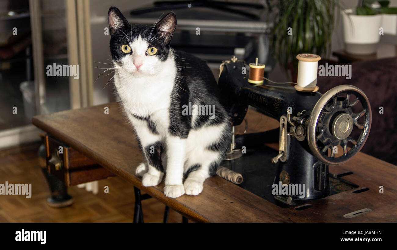 Black and white cat and vintage sewing machine Stock Photo - Alamy