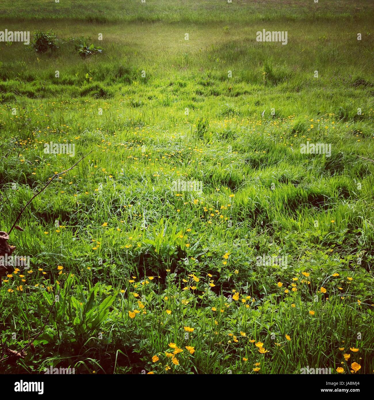 Spring meadow, Hampshire Stock Photo - Alamy