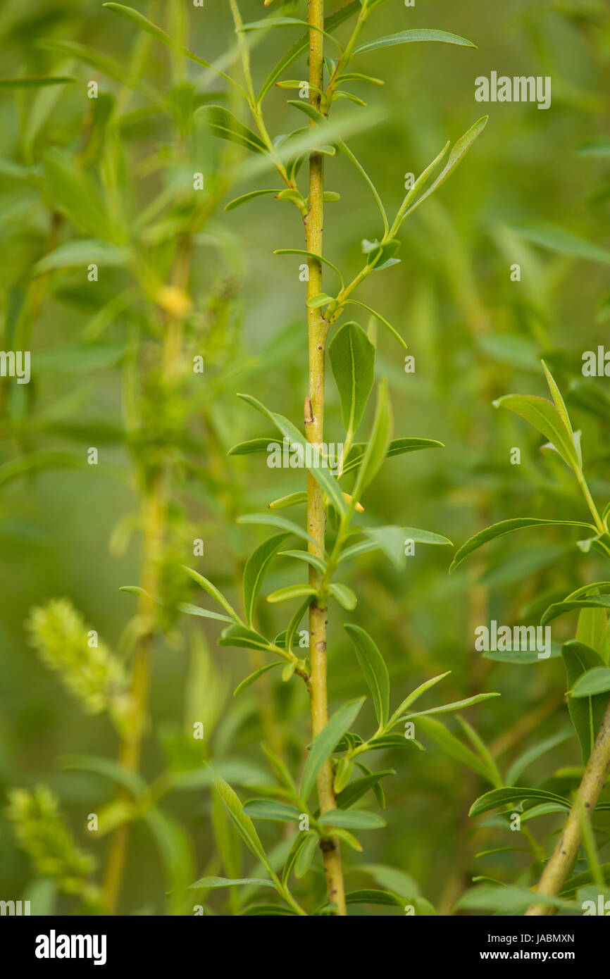 A beautiful closeup of a willow tree branches in spring Stock Photo - Alamy
