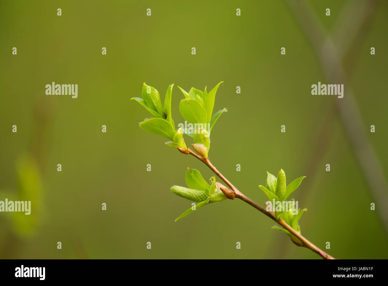 A beautiful closeup of a willow tree branches in spring Stock Photo - Alamy