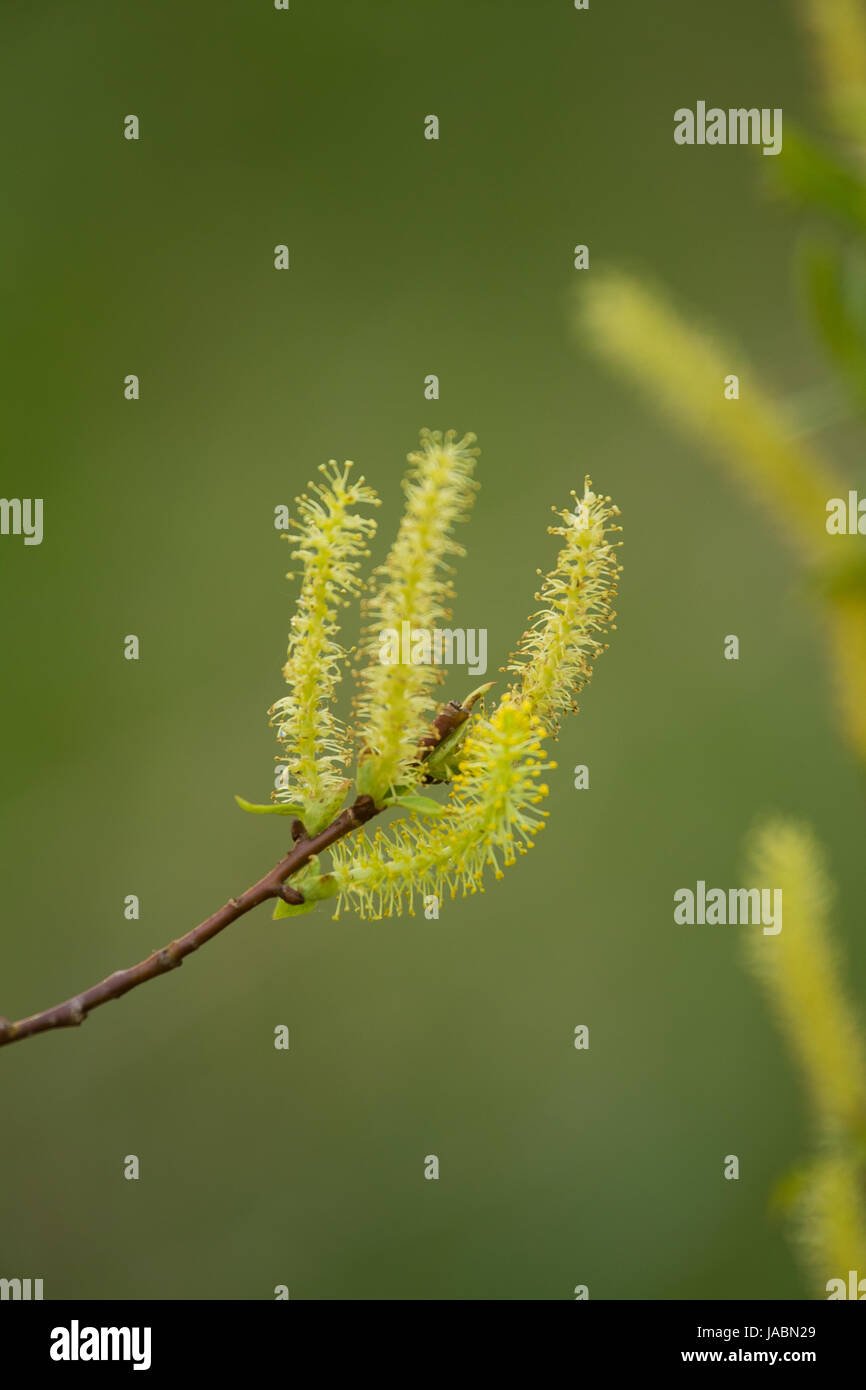 Spring beautiful willow branches hi-res stock photography and images ...
