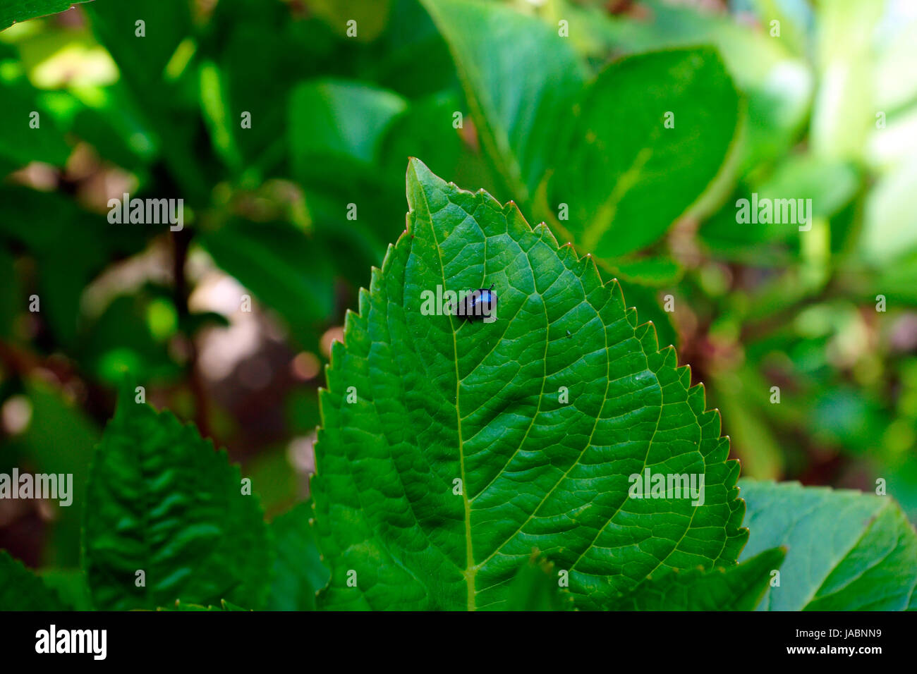 BEETLE ON A LEAF Stock Photo - Alamy