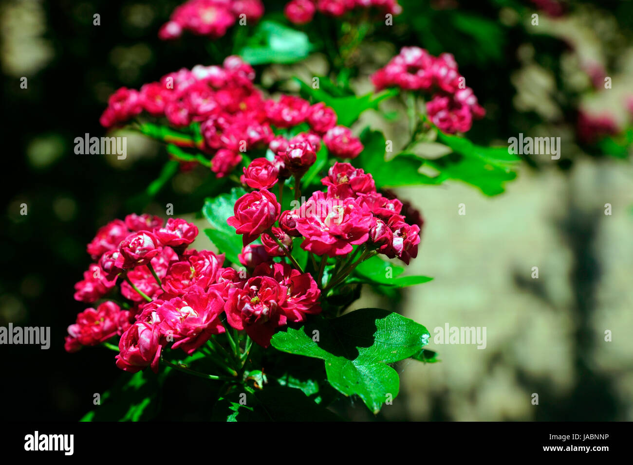 Hawthorn spikes bird hi-res stock photography and images - Alamy