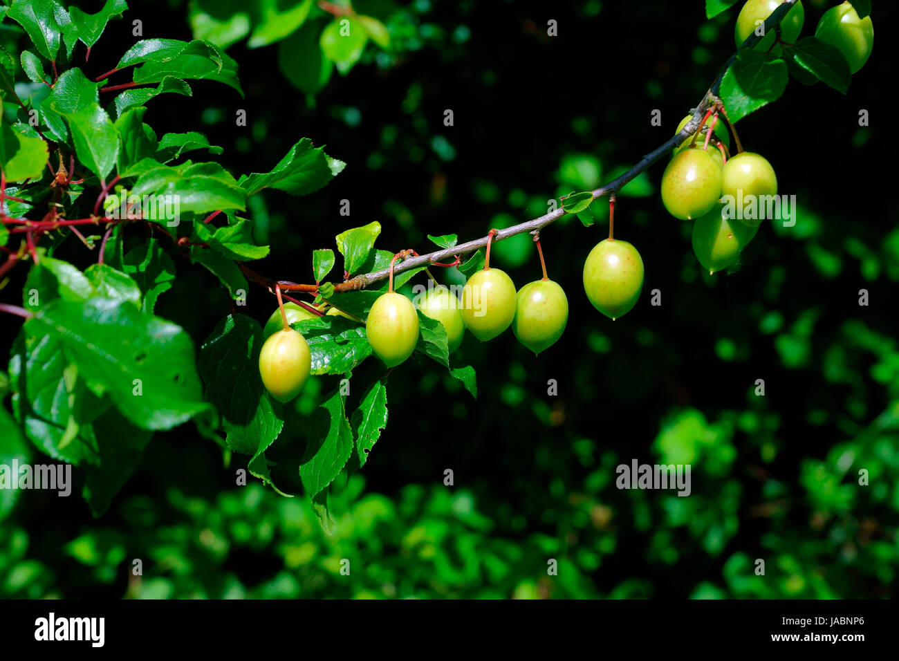 PLUMS HEDGE END Stock Photo - Alamy