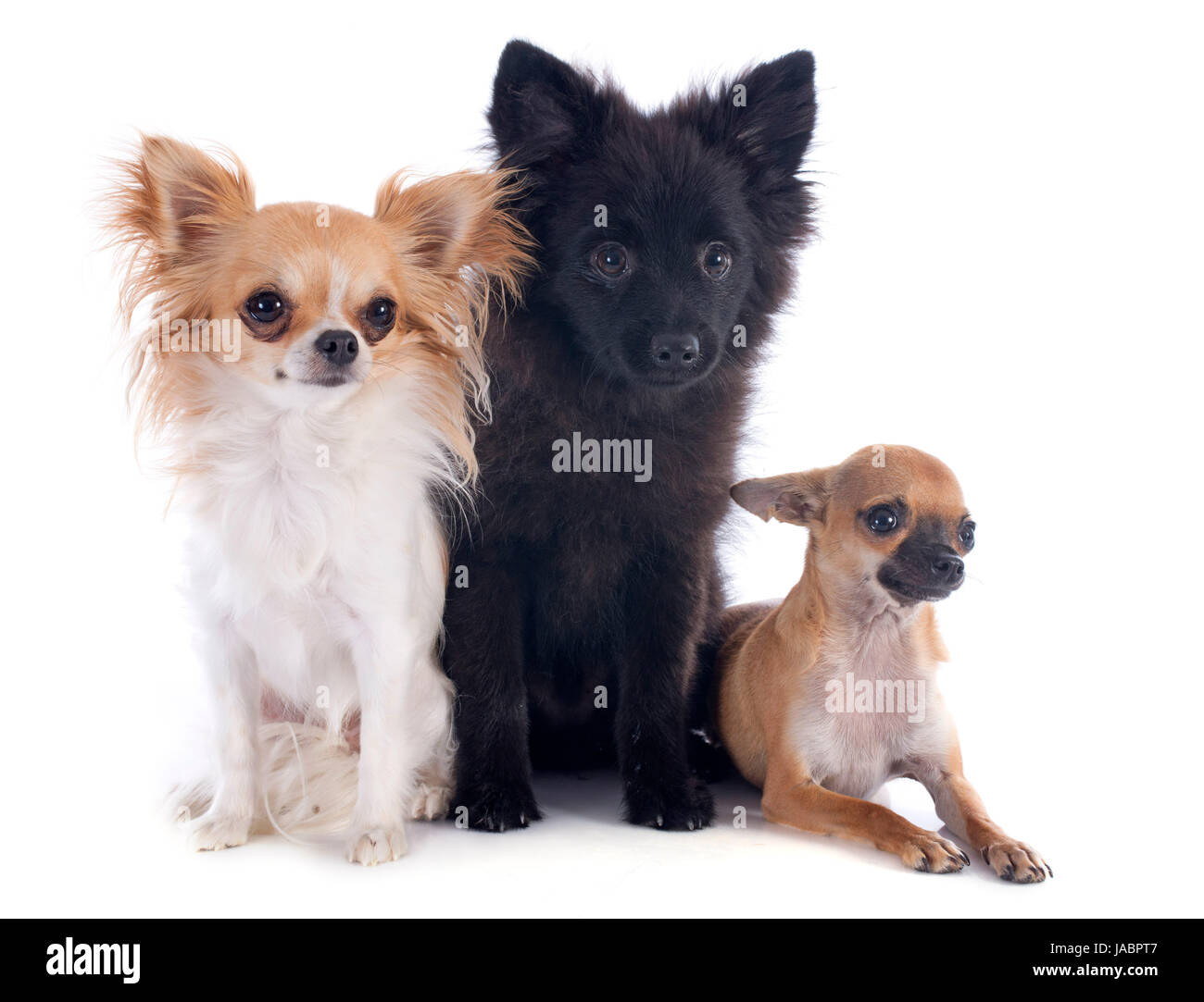 three little dogs in front of white background Stock Photo - Alamy