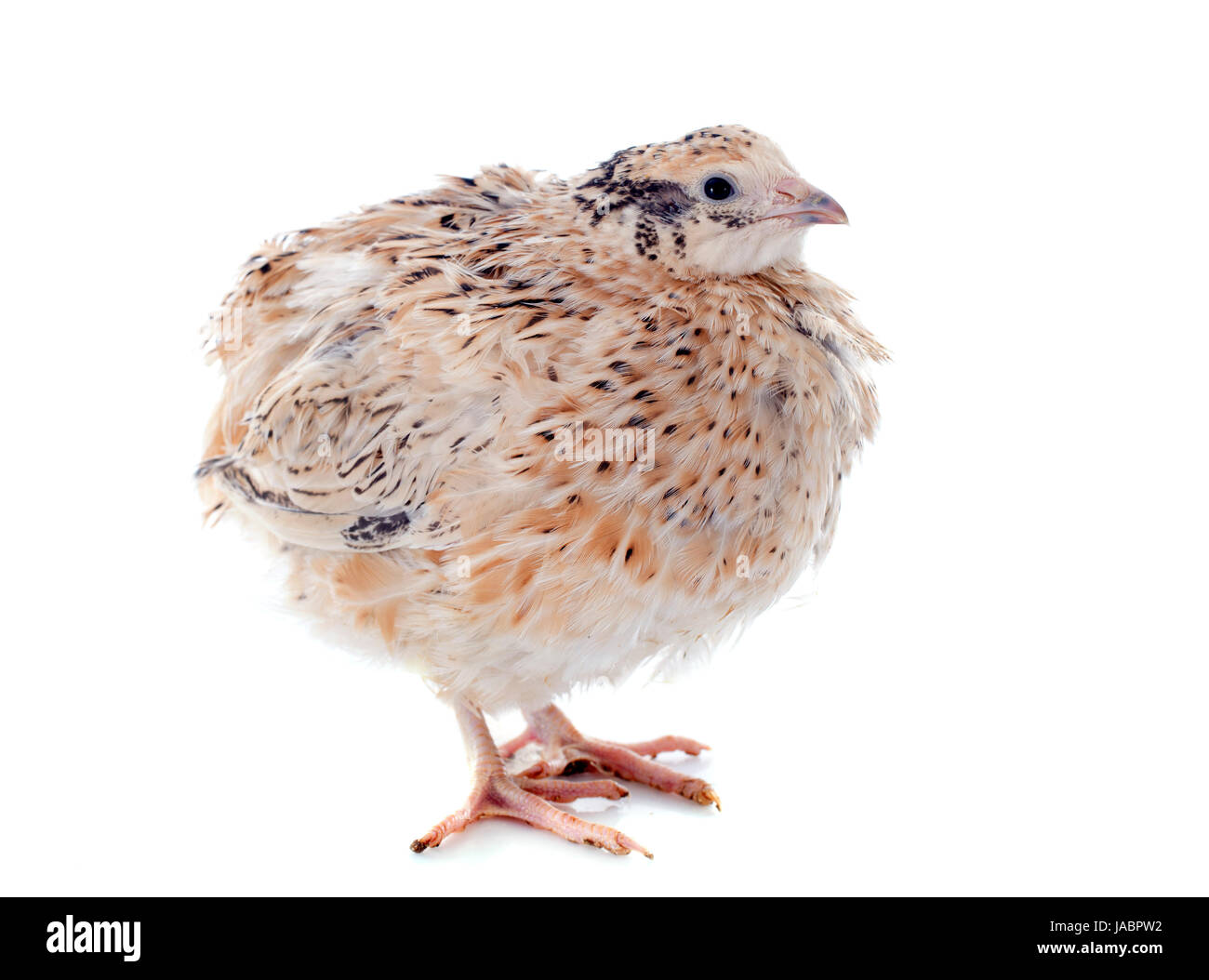 brown quail in front of white background Stock Photo - Alamy