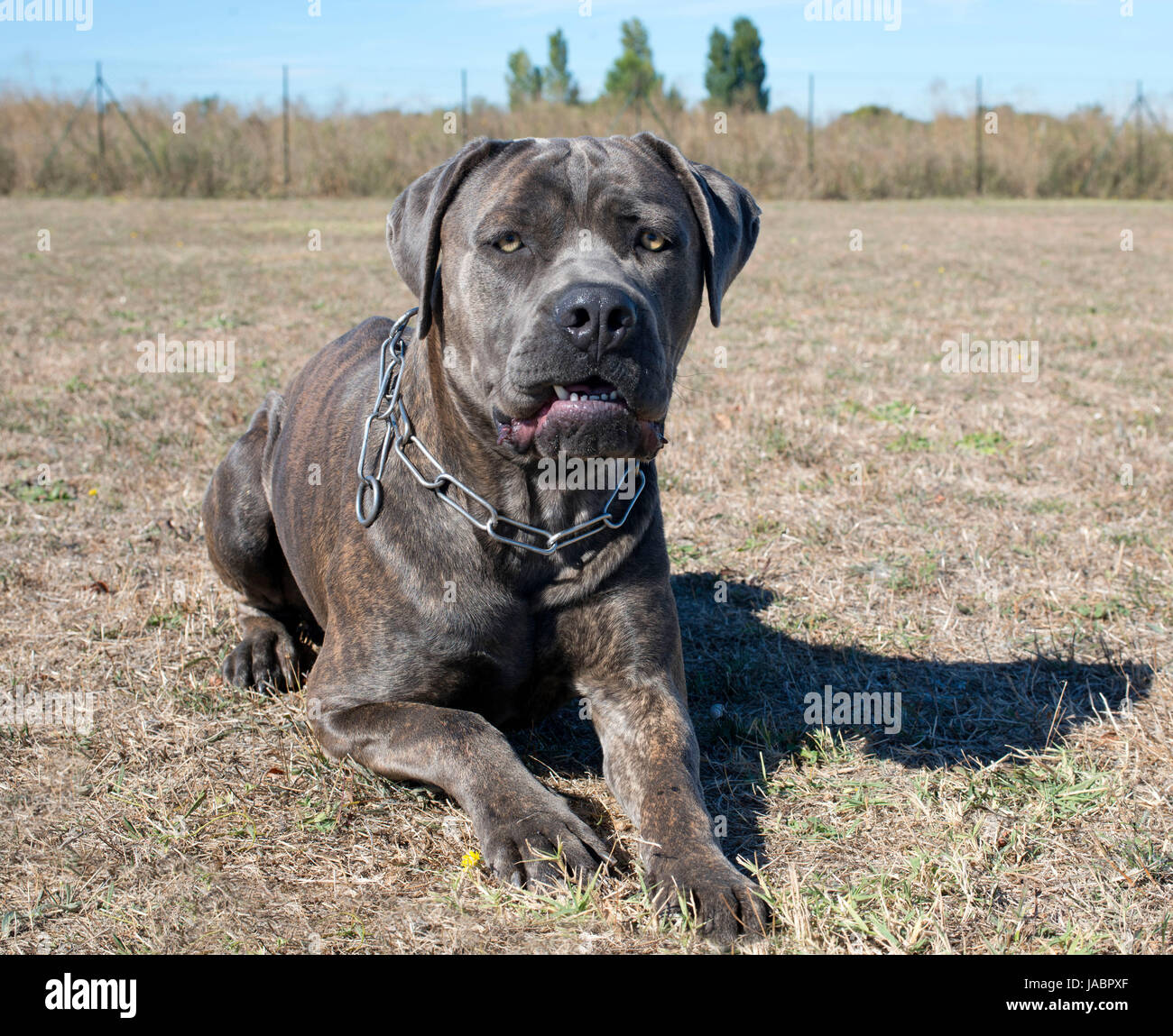 Are Mastiffs Agressive