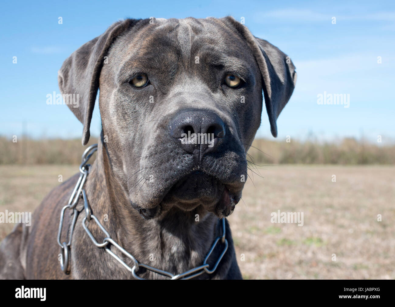 Mastiff dog angry hi-res stock photography and images - Alamy