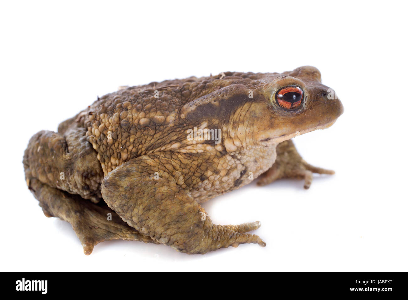 brown toad in front of white background Stock Photo - Alamy