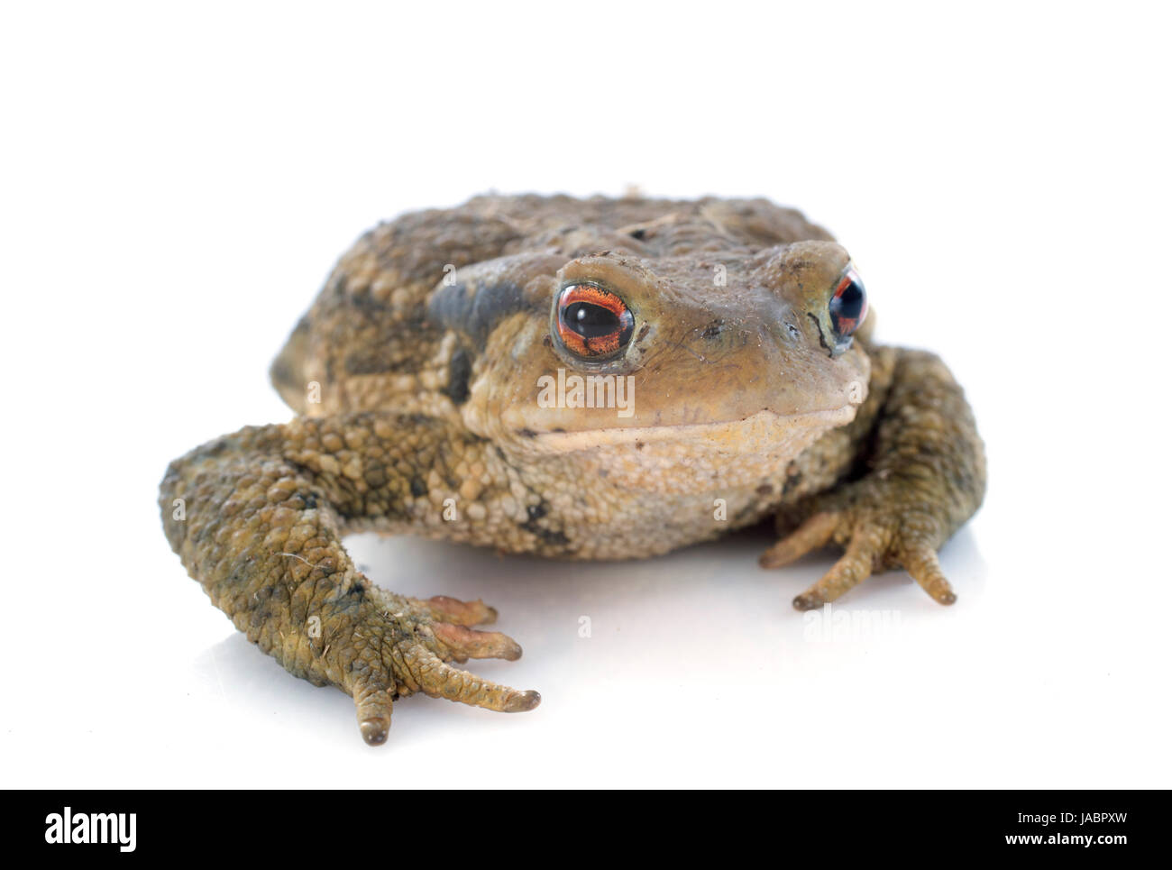 brown toad in front of white background Stock Photo - Alamy
