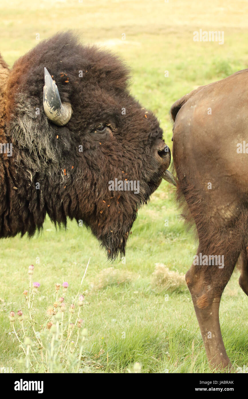 Female Bison High Resolution Stock Photography and Images - Alamy
