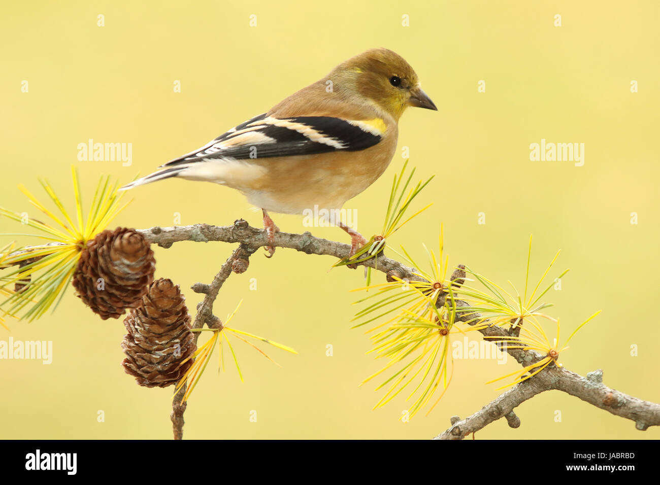 An American Goldfinch paused atop a Tamarack branch during autumn in ...