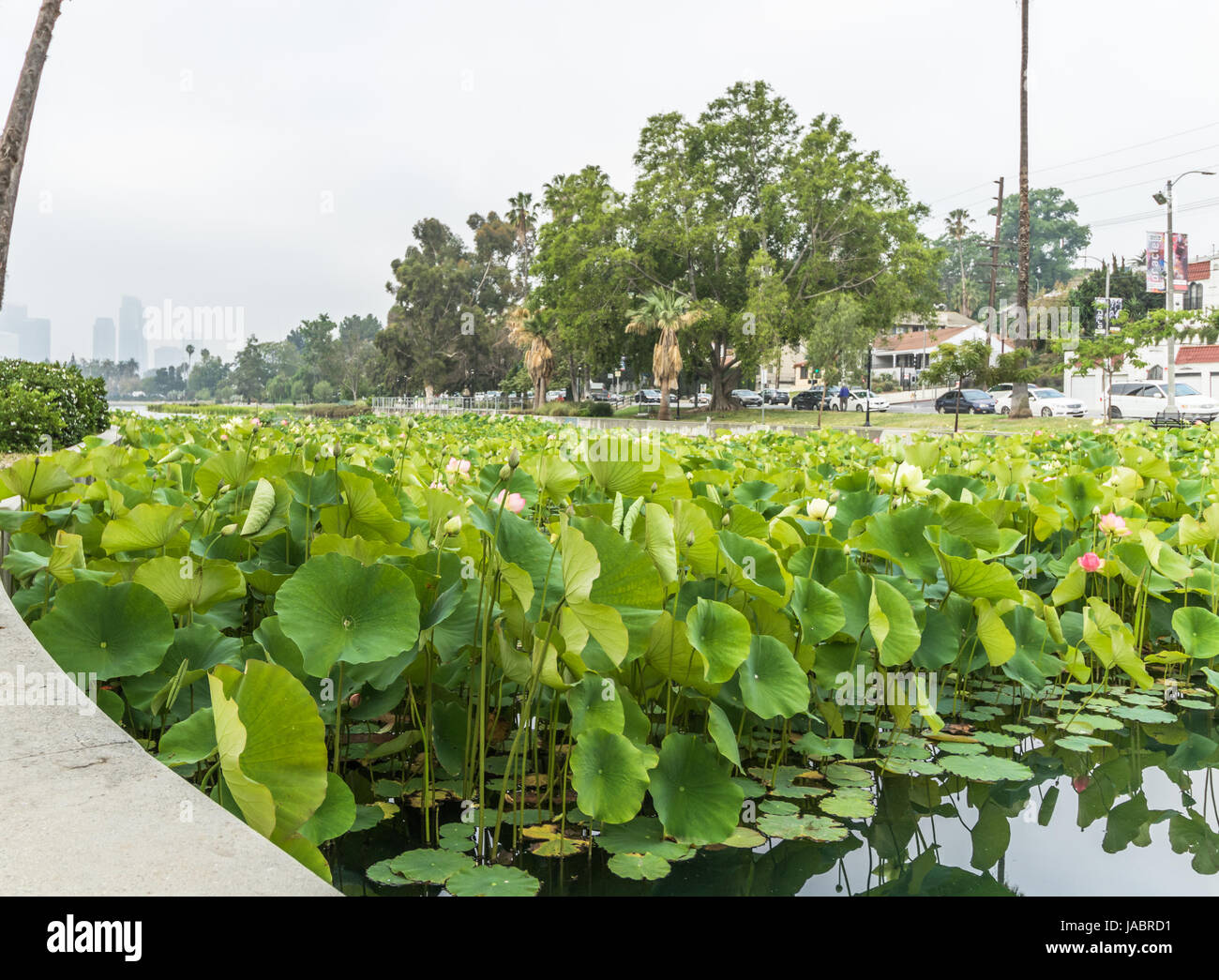 Lotus tree hi-res stock photography and images - Alamy