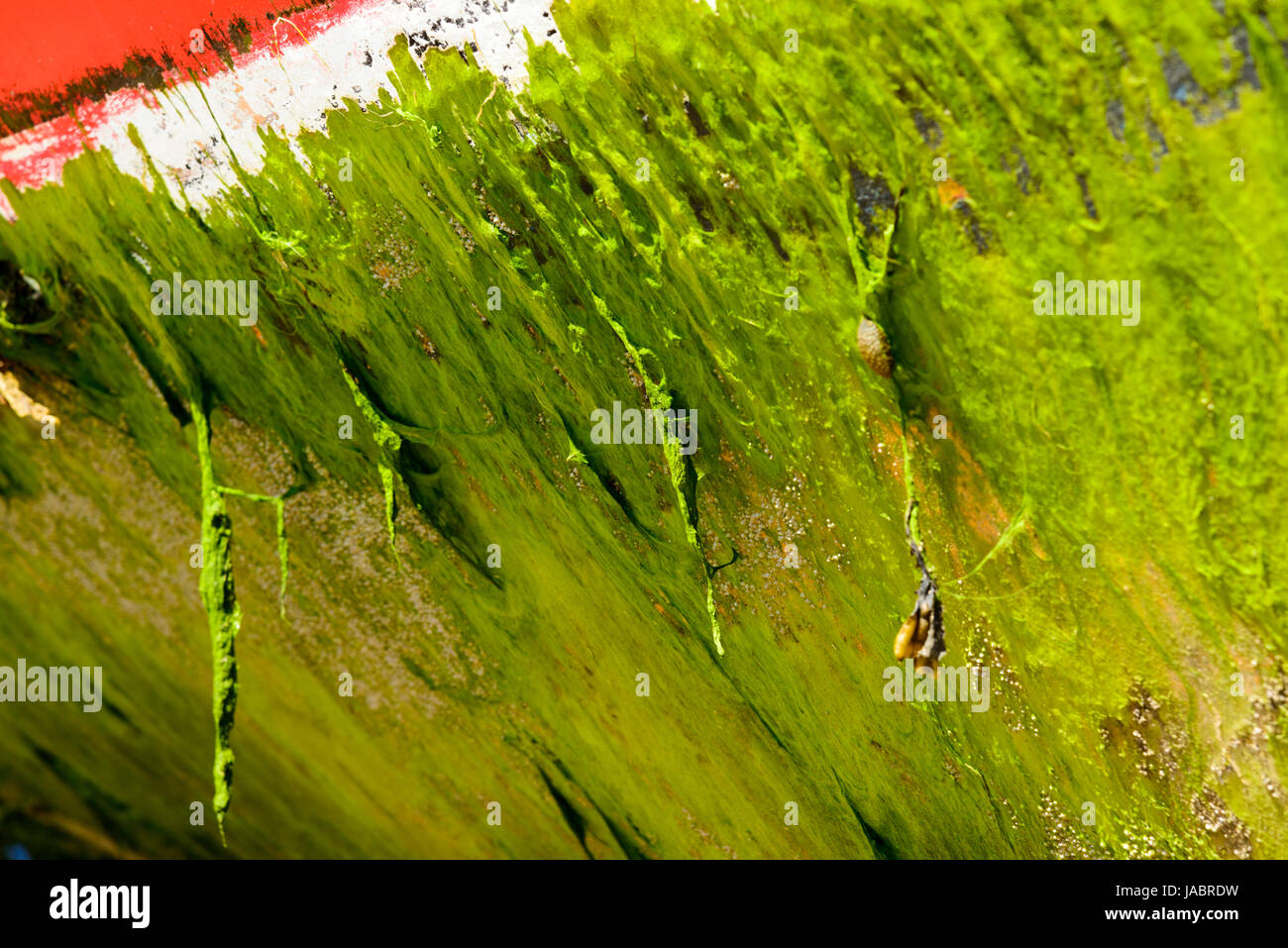 Algae on boat hull in harbour at low tide. Tenby. Pembrokeshire. UK ...