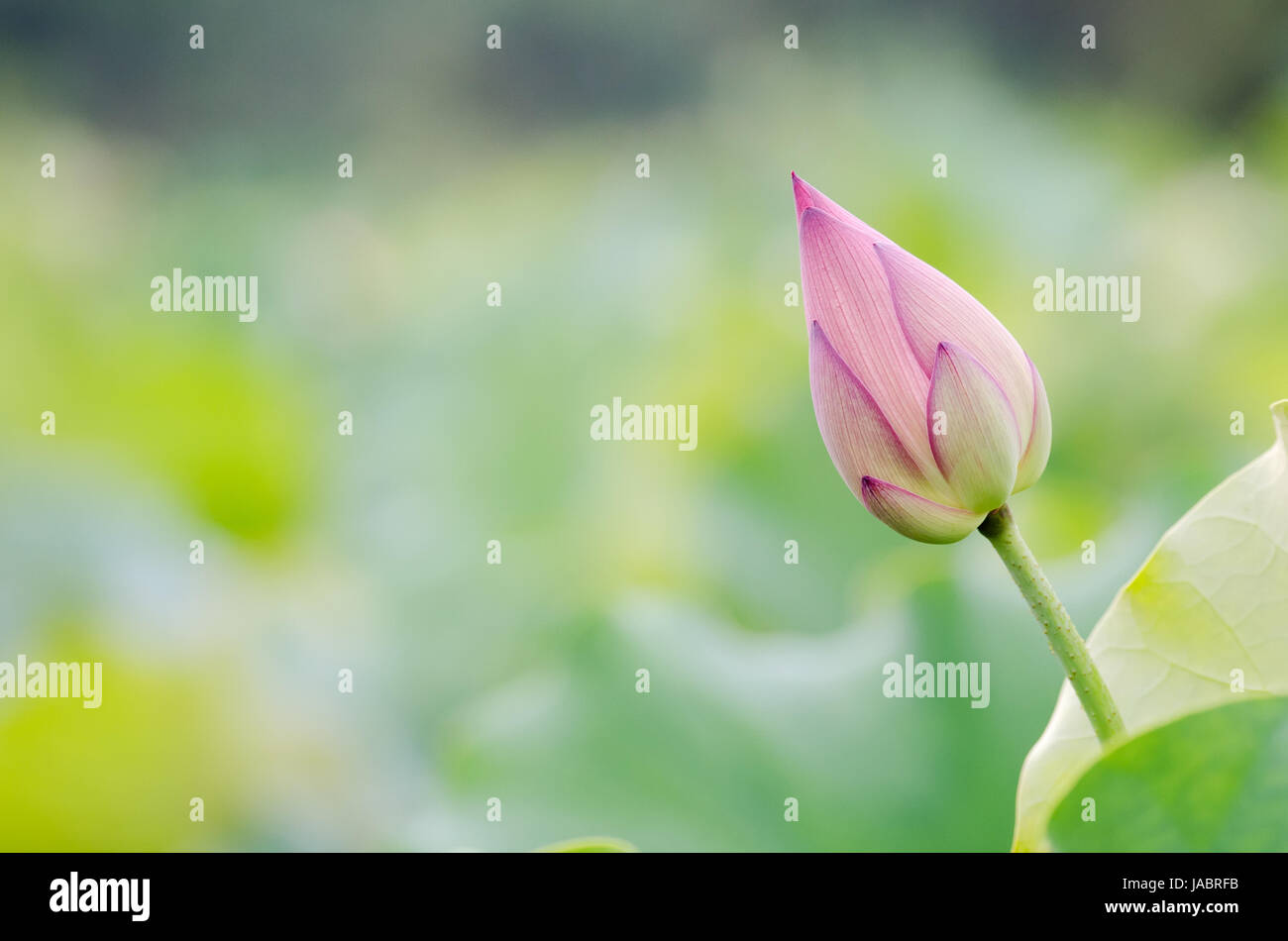 Lotus flower in the farm at daytime Stock Photo - Alamy