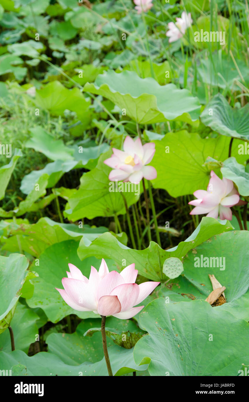 Lotus flower in the farm at daytime in Taiwan, Asia Stock Photo - Alamy