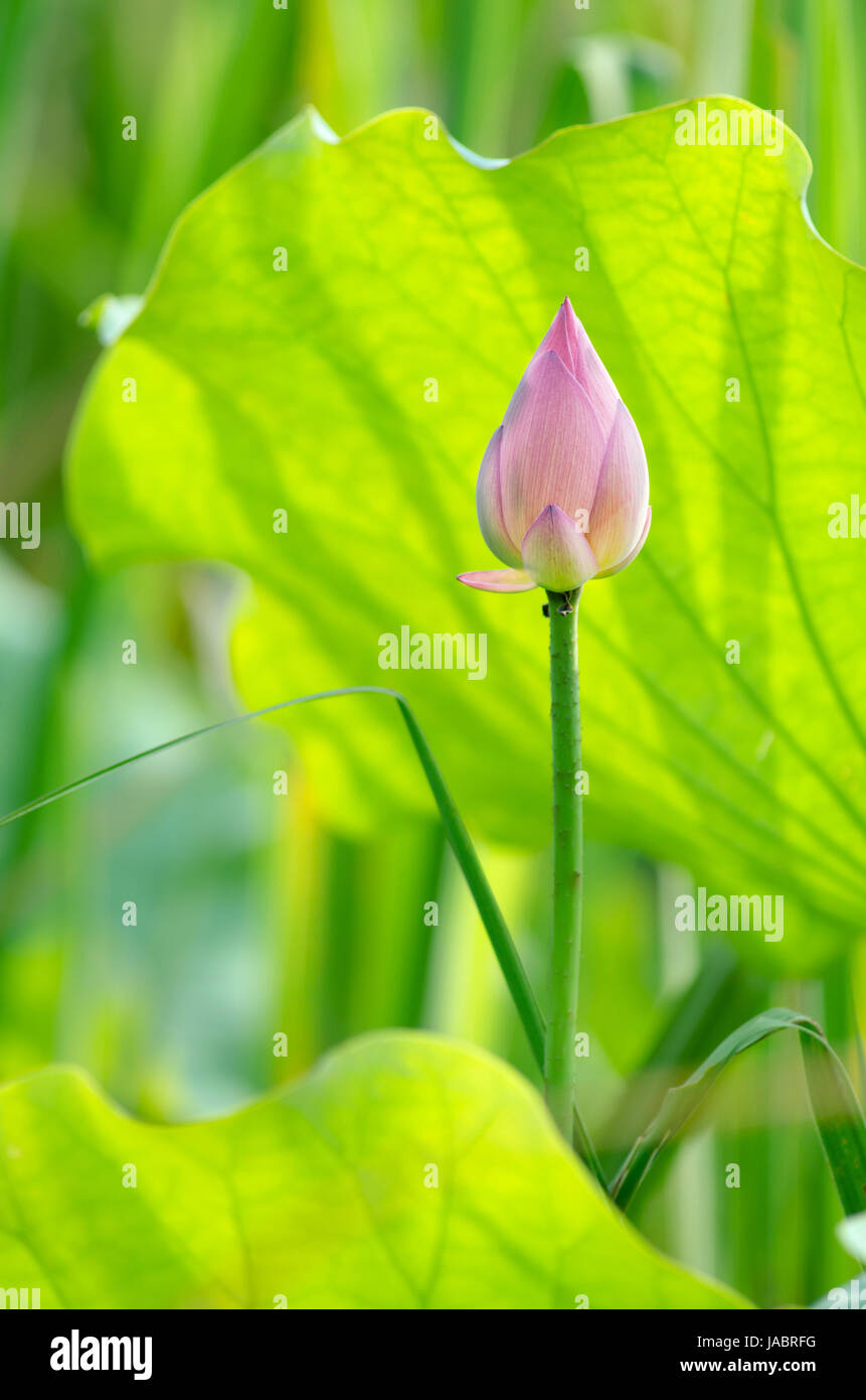 Lotus flower in the farm at daytime in Taiwan, Asia Stock Photo - Alamy
