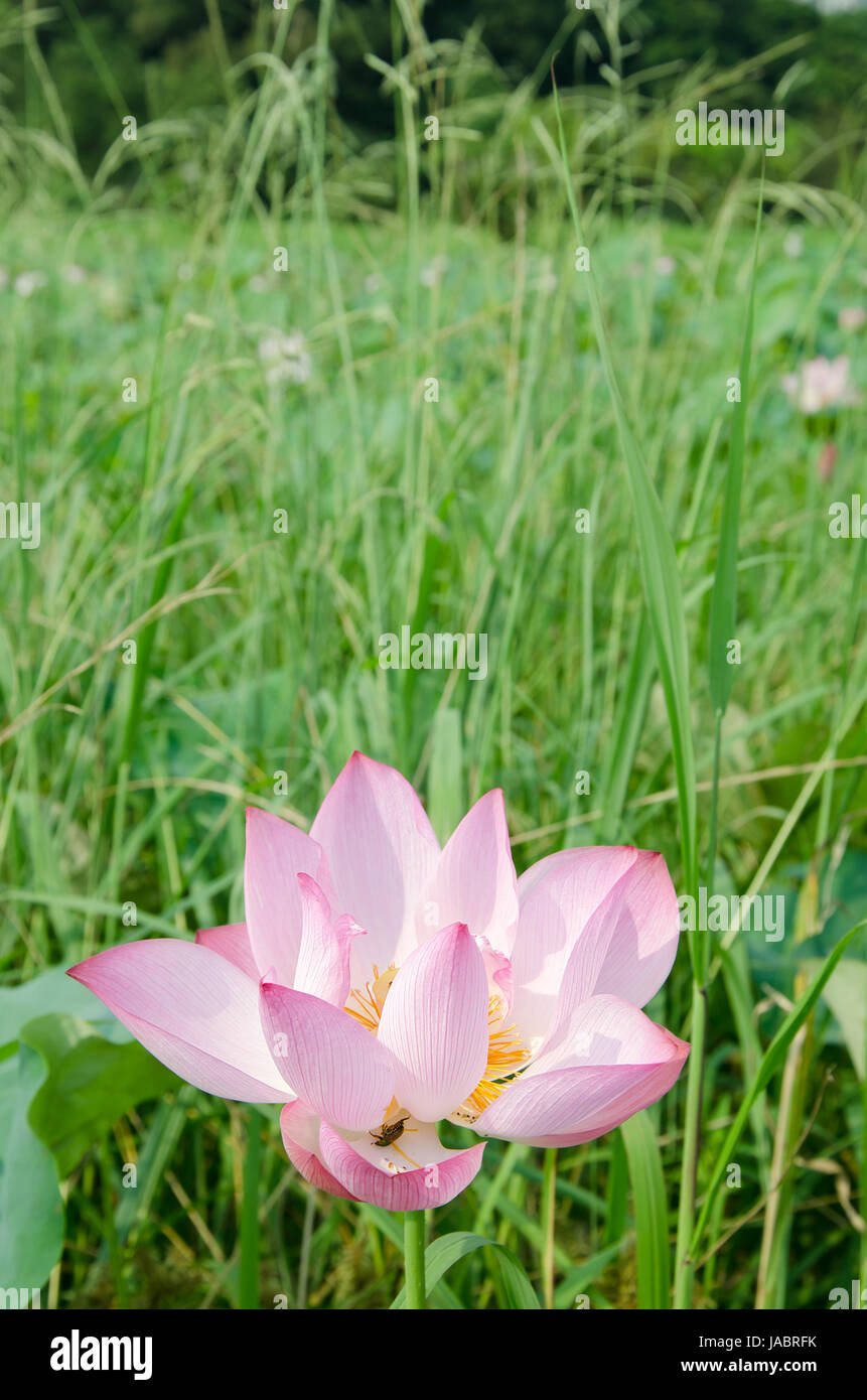 Lotus flower in the farm at daytime in Taiwan, Asia Stock Photo - Alamy