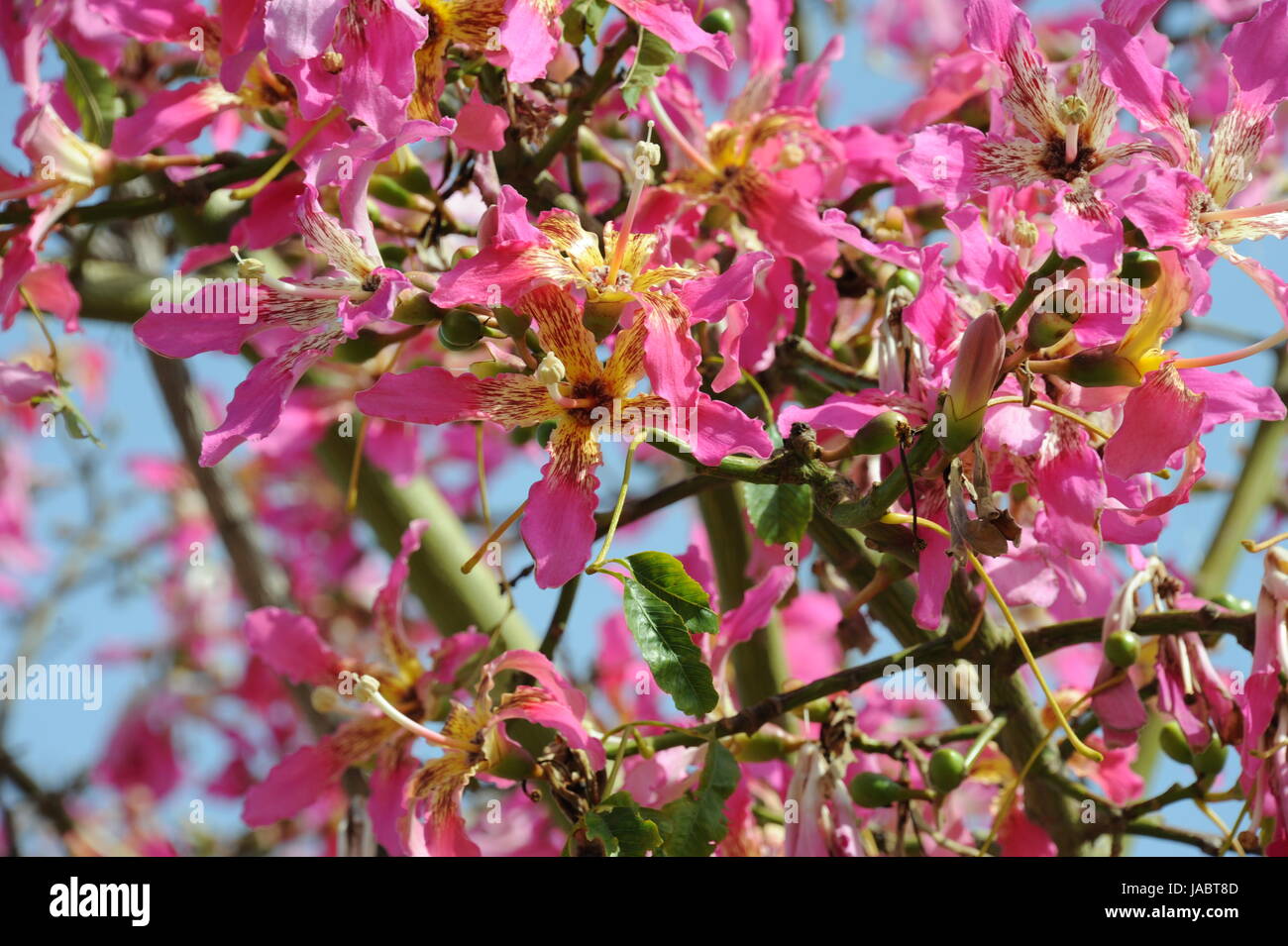 spain - bottle tree - flower Stock Photo - Alamy