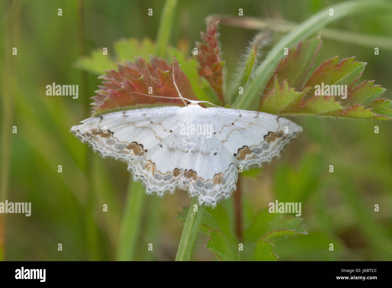 Lace border moth hi-res stock photography and images - Alamy