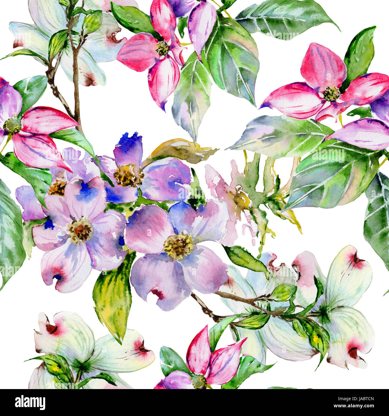 Wildflower dogwood flower pattern in a watercolor style isolated Stock ...