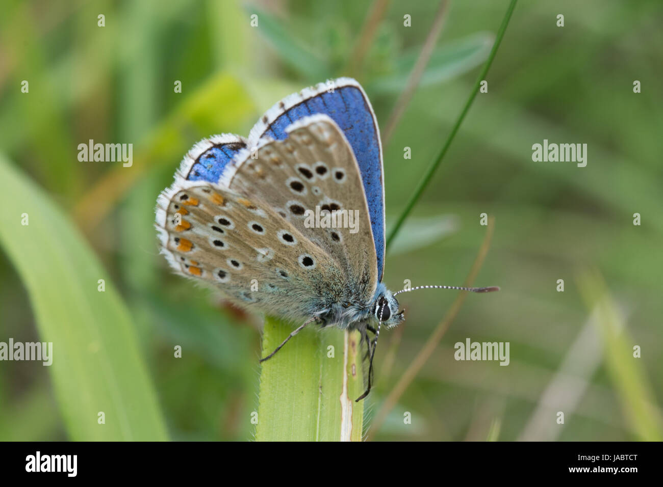 Close-up of male adonis blue butterfly (Polyommatus bellargus), UK ...