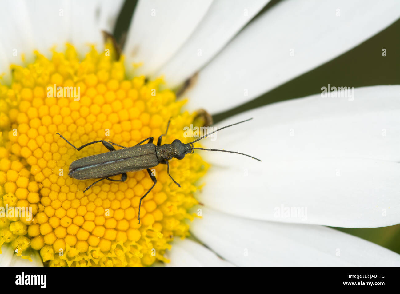 Female swollen thighed beetle hi-res stock photography and images - Alamy