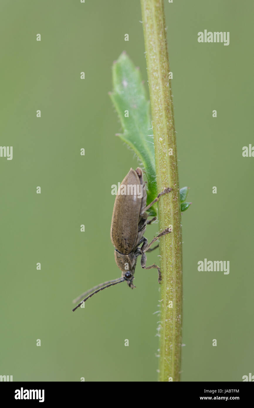 Weevil insect hi-res stock photography and images - Alamy