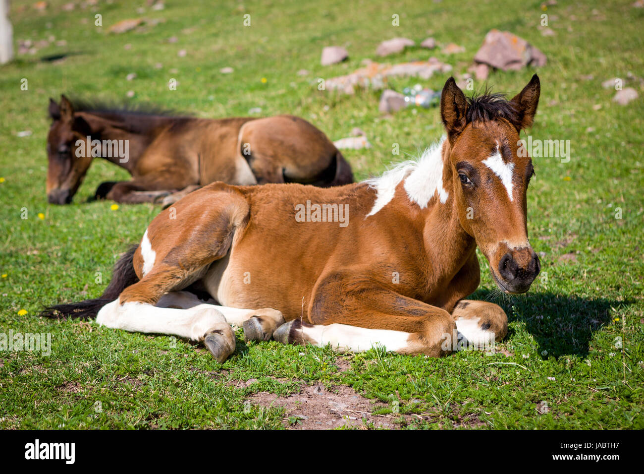 Small cute foals lying on the grass Stock Photo - Alamy